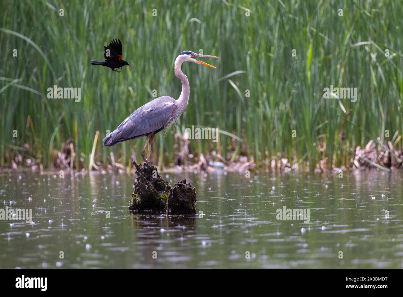 Red-winged Blackbird attacking Great Blue Heron Stock Photo - Alamy