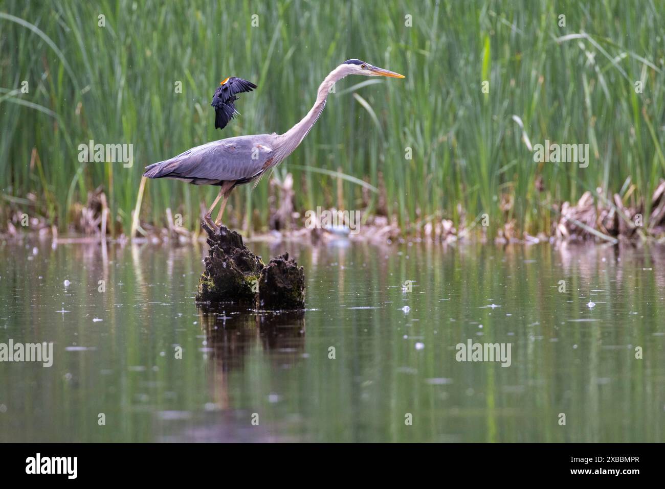 Red-winged Blackbird attacking Great Blue Heron Stock Photo - Alamy