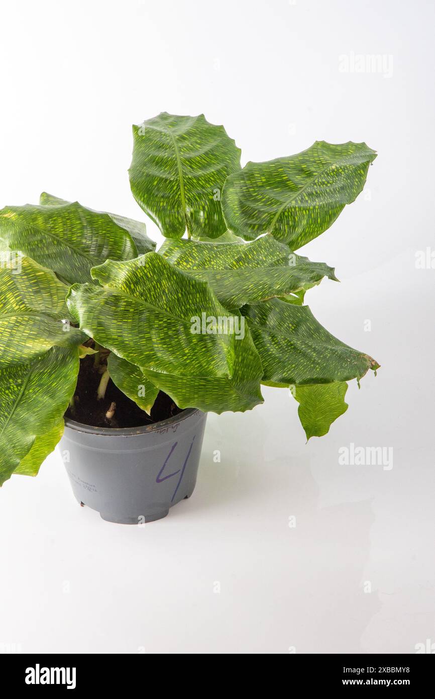 Calathea Musaica plant. Green leaves Calathea network flower in a pot ...