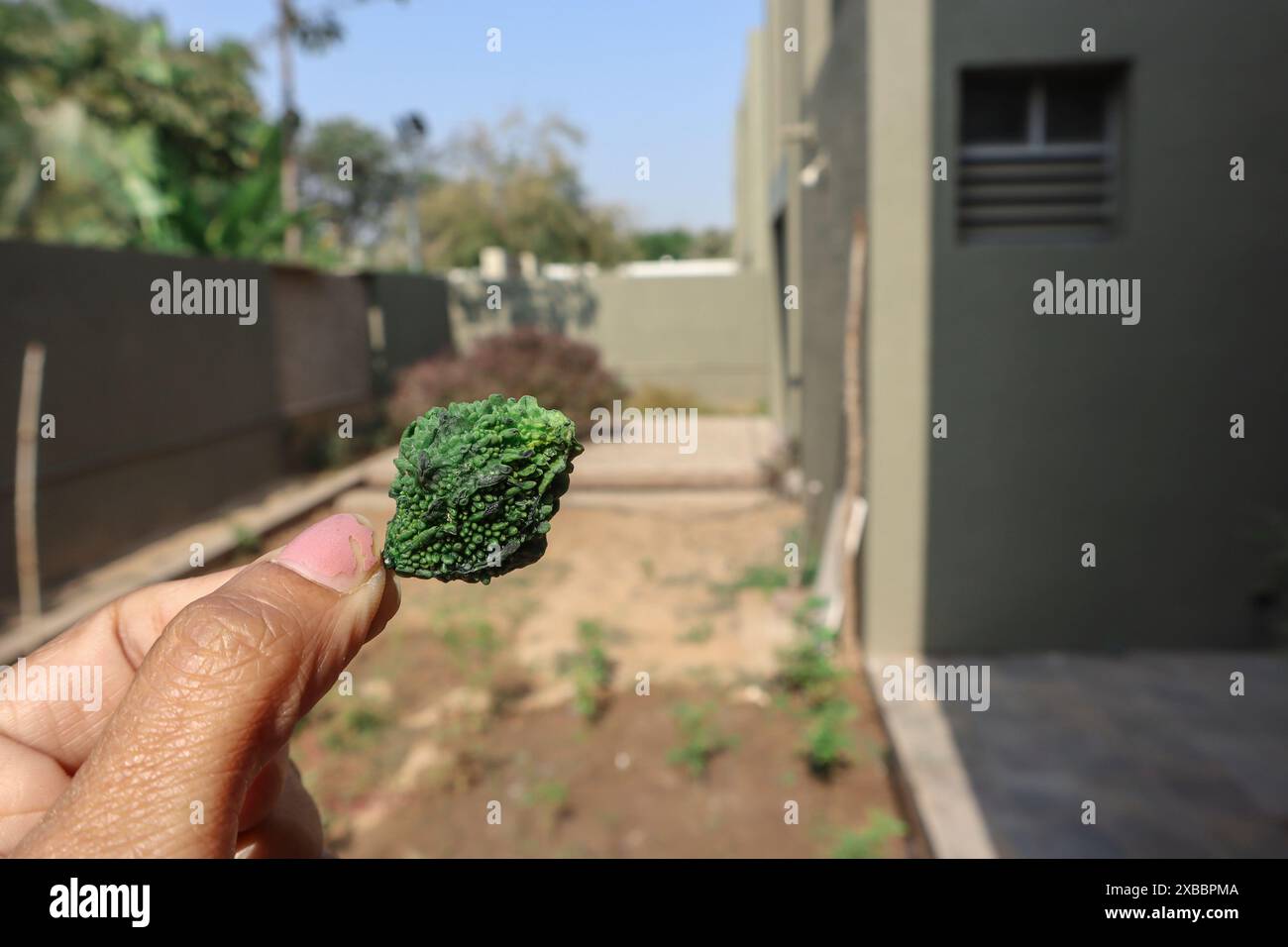 Hands holding Freshly harvested small bitter gourds or Karela vegetable ...
