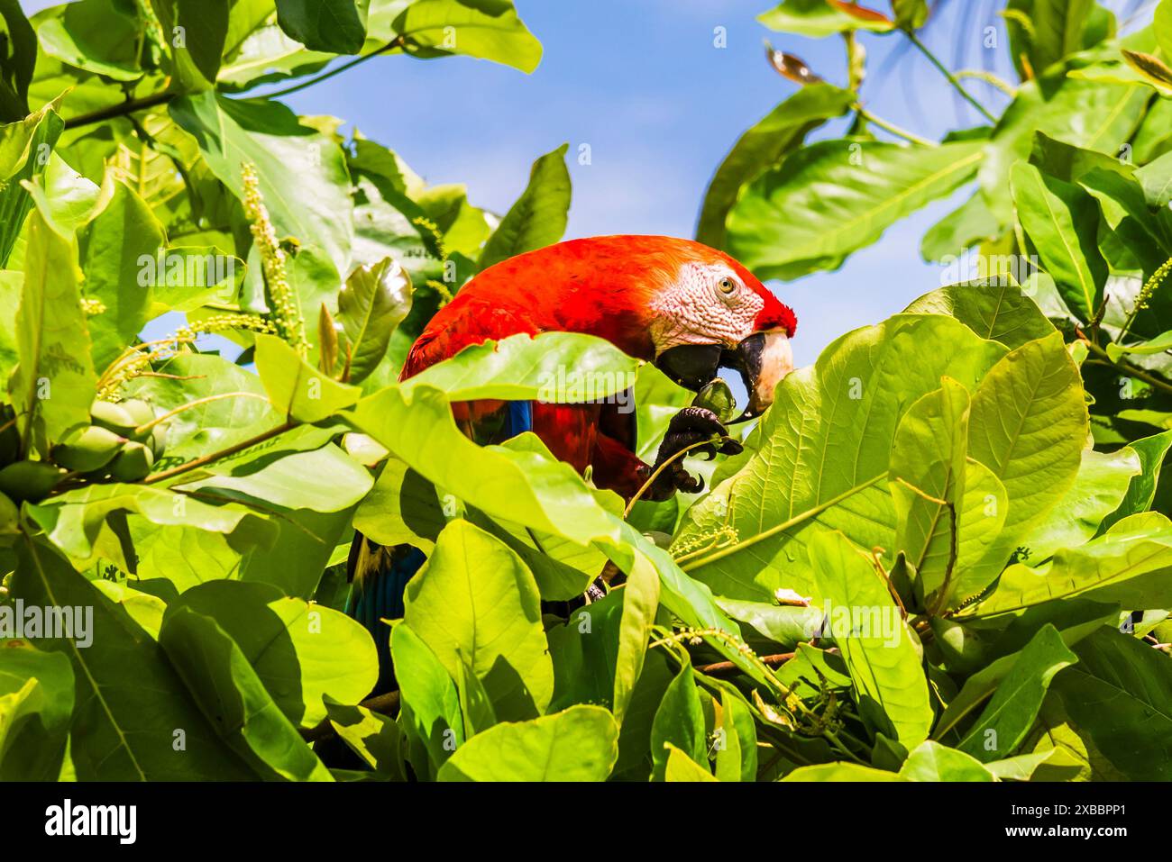 Scarlet Macaw (Ara macao) eating Beach Almond nuts next to Punta Islita ...