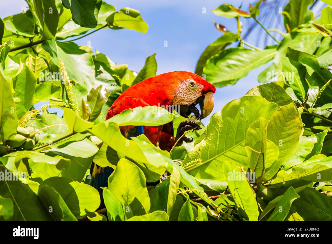 Scarlet Macaw (Ara macao) eating Beach Almond nuts next to Punta Islita ...