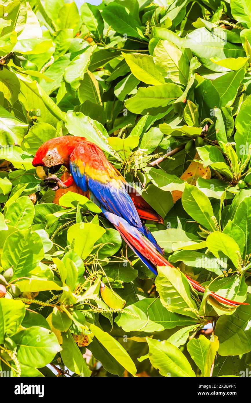 Scarlet Macaw (Ara macao) sat in a Beach Almond tree next to Punta ...