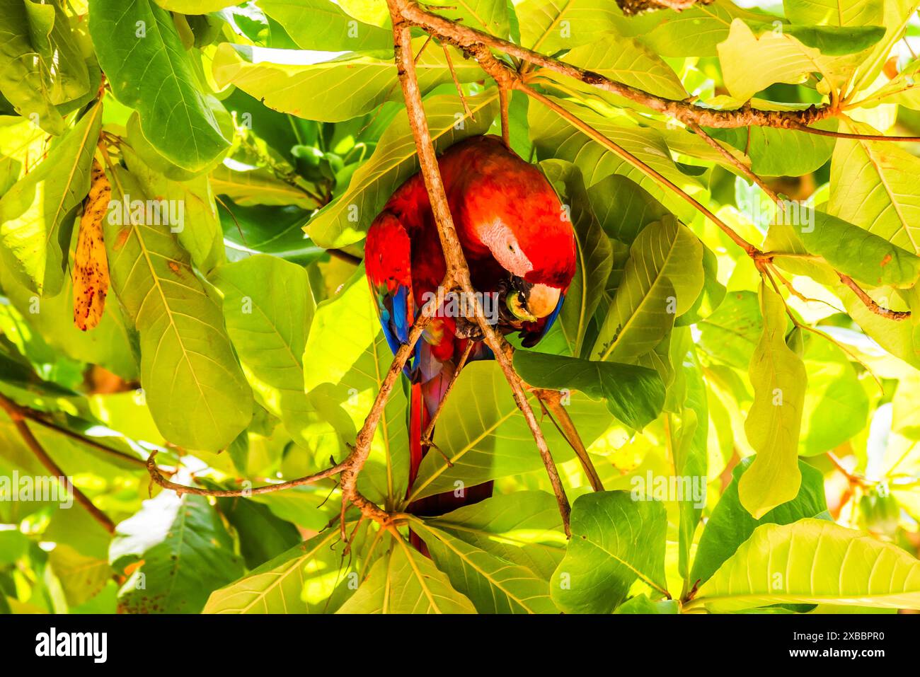 Scarlet Macaw (Ara macao) eating Beach Almond nuts under the tree at ...
