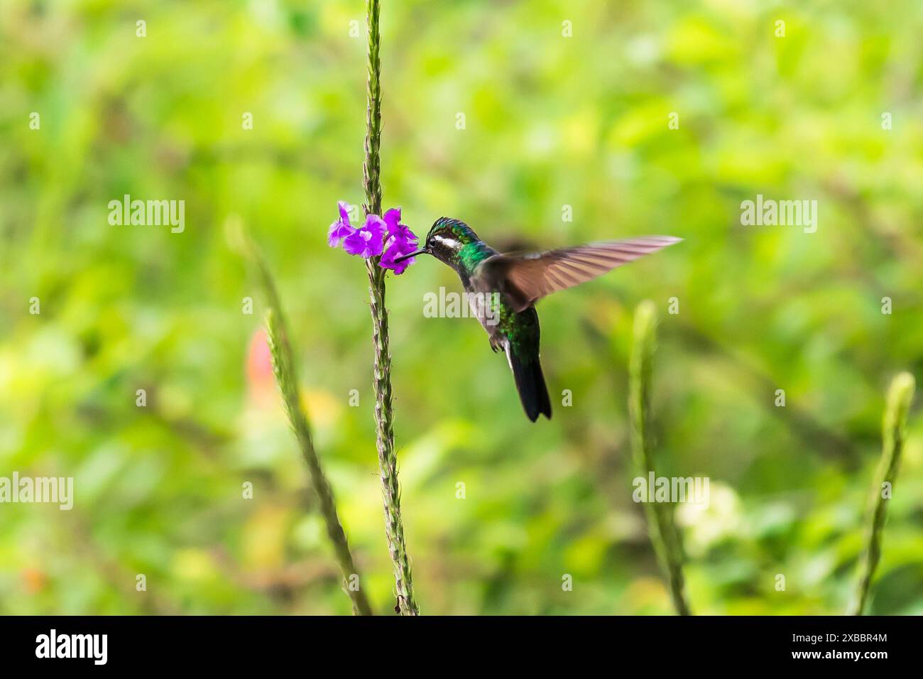 Lesser Violetear Hummingbird (Colibri cyanotus) feeding at Curi Cancha ...