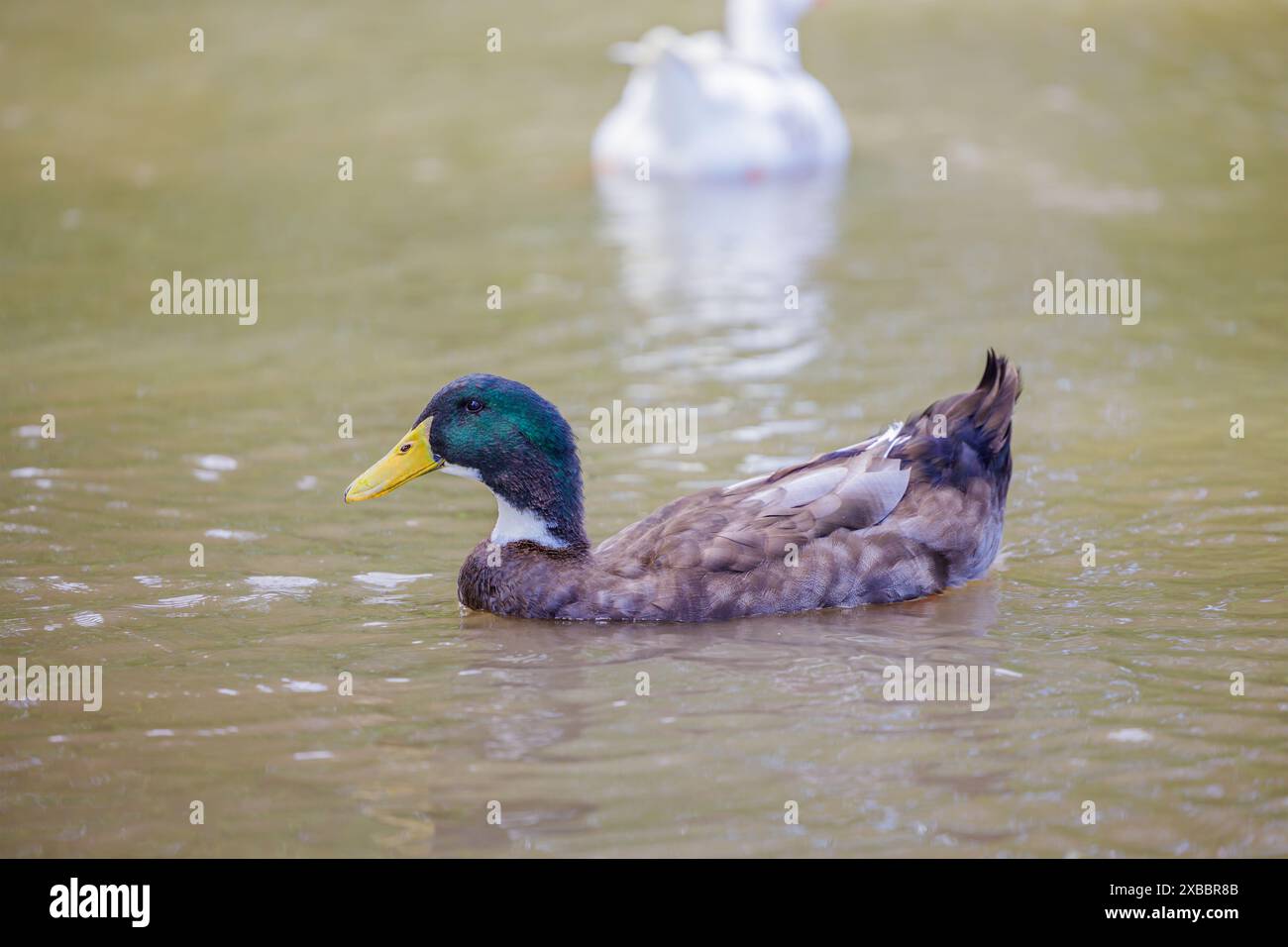 Morocco duck (Anas platyrhynchos) swimming in a lagoon Stock Photo - Alamy