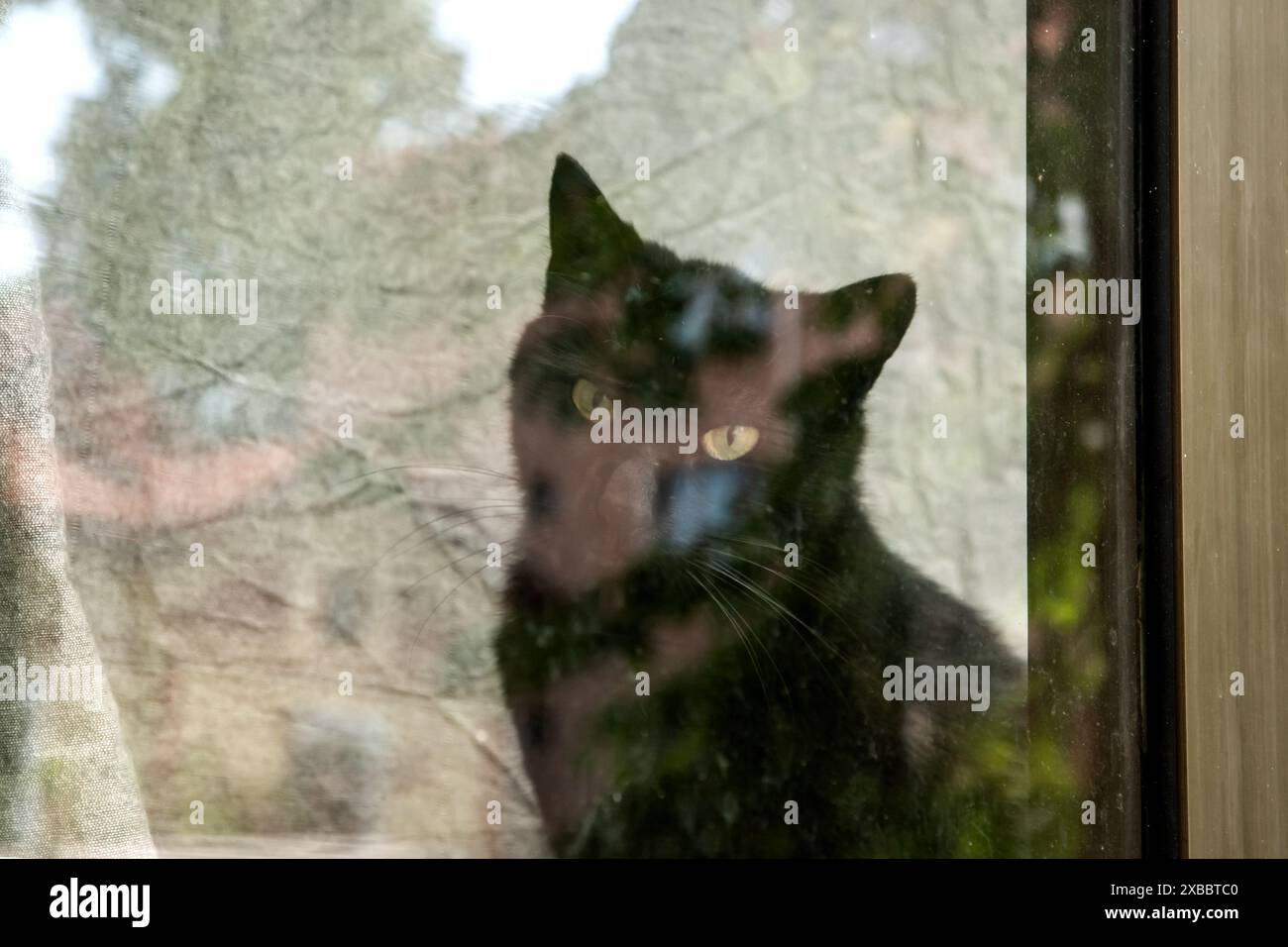 Silhouette of a cat behind glass window glass with reflections from the ...