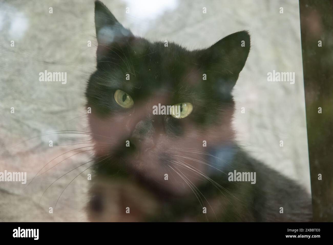 Silhouette of a cat behind glass window glass with reflections from the ...