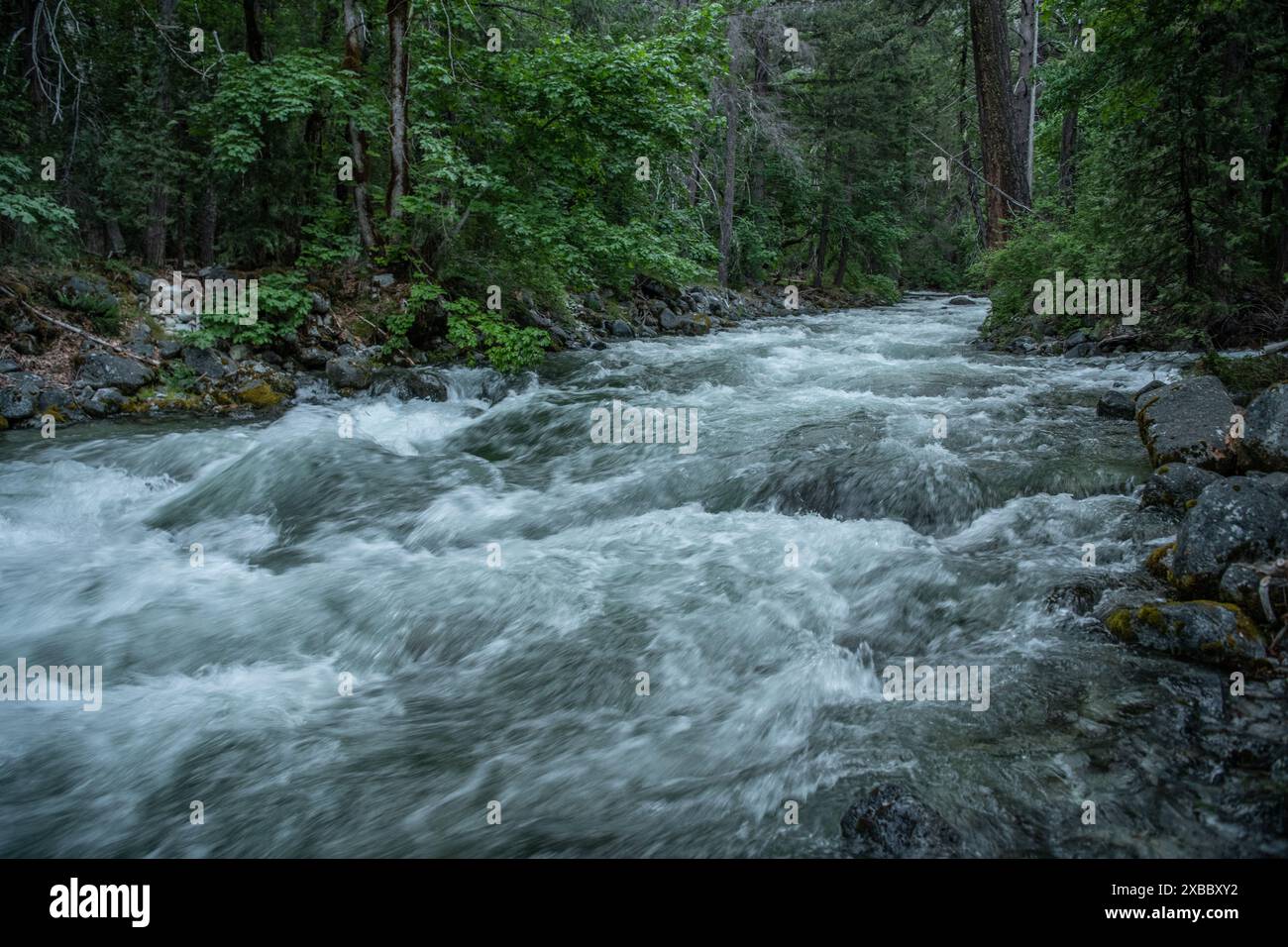 A section of a river flowing through the forest in the Shasta trinity ...