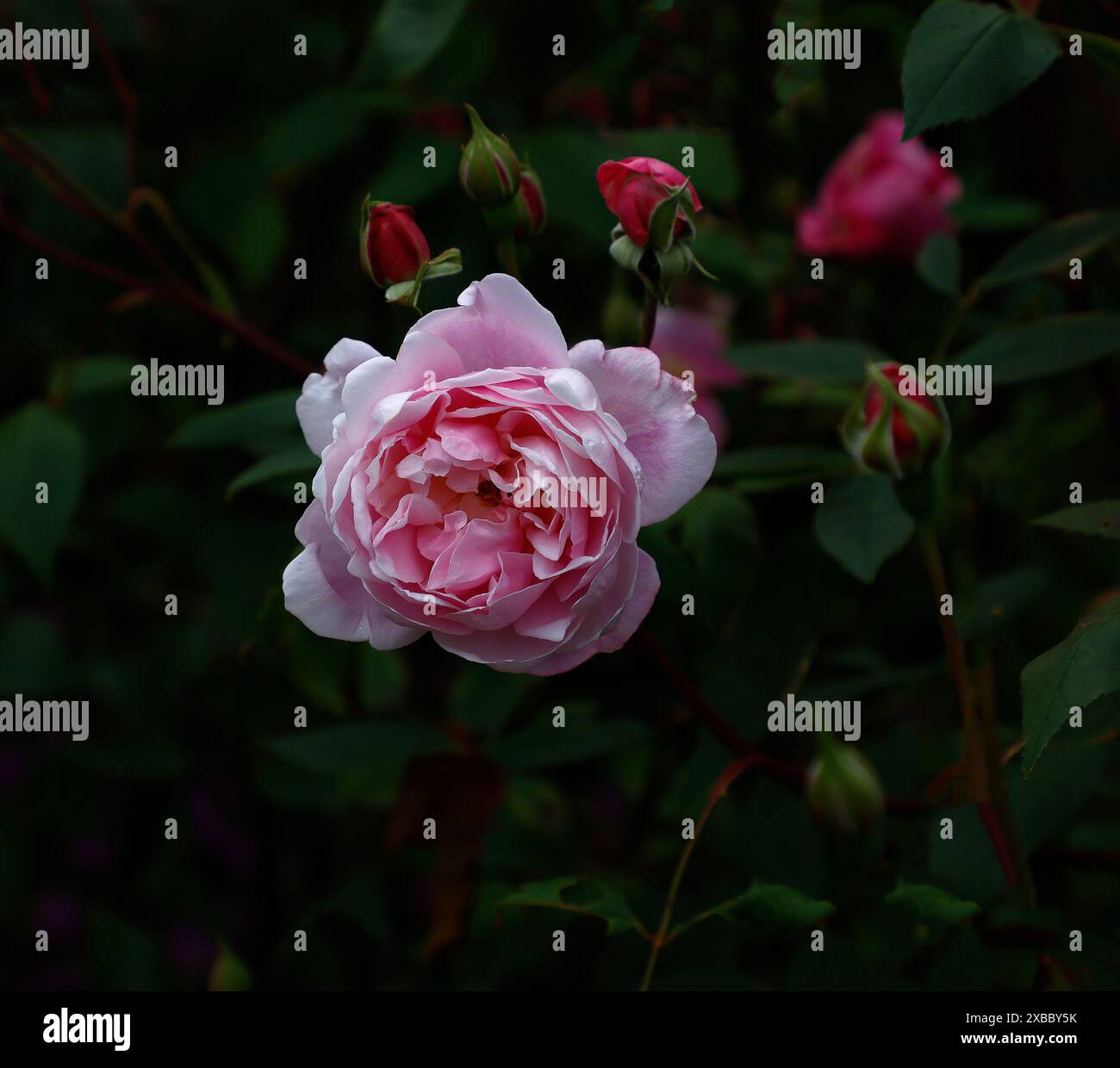 Closeup of the soft pink flower of the summer flowering David Austin ...