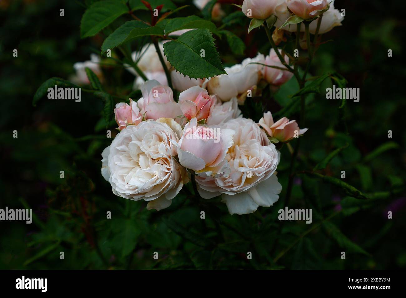 Closeup of the pale pink flower of the summer flowering English garden ...