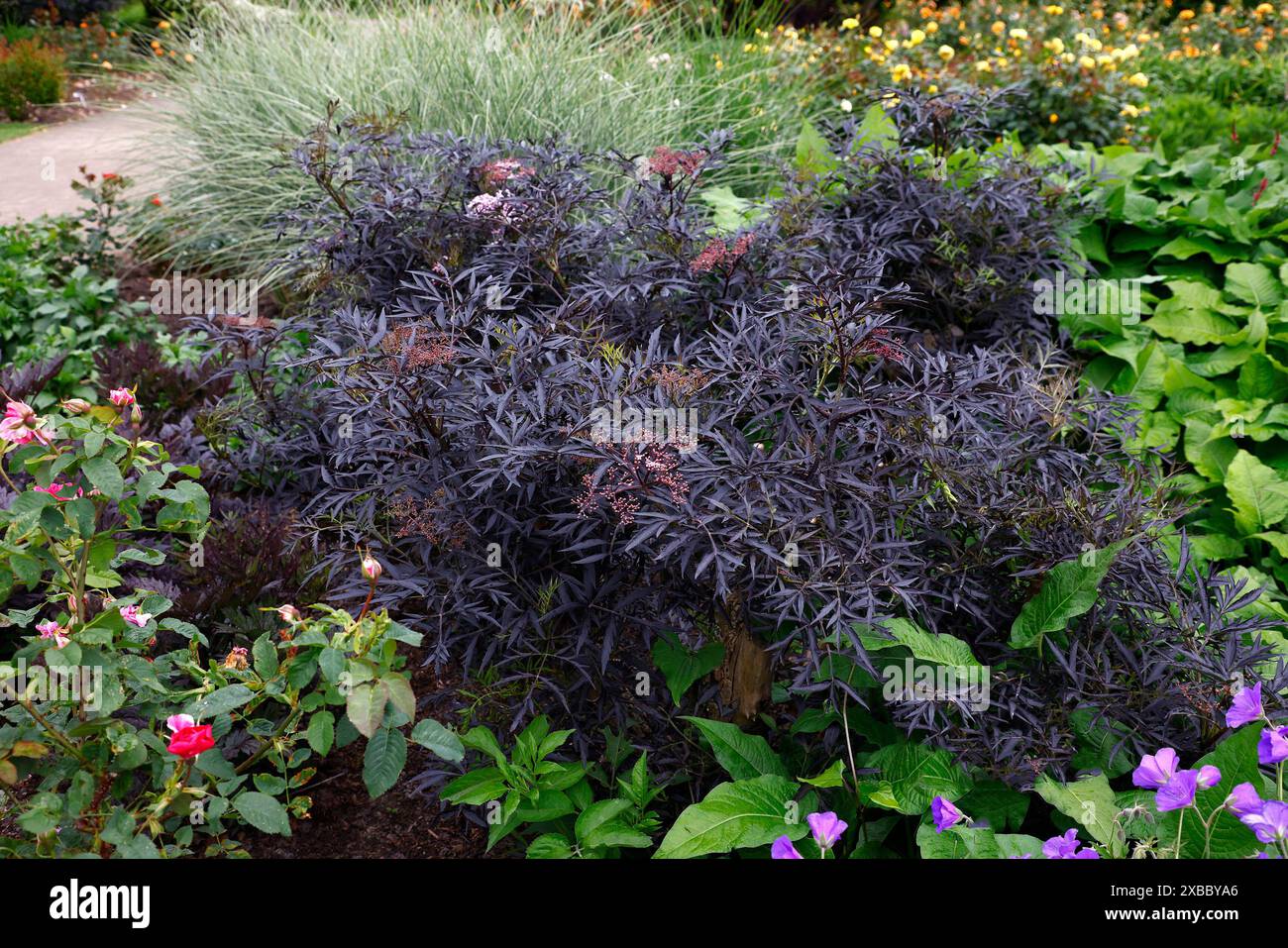 Closeup of the dissected burgundy leaves and flower buds of the ...