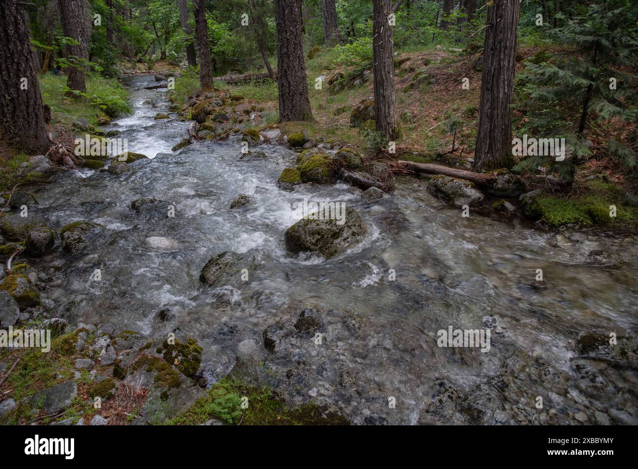 A section of a river flowing through the forest in the Shasta trinity ...