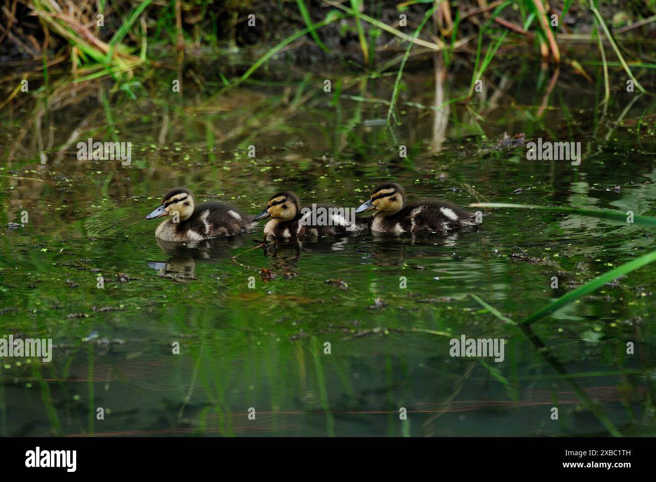 animals, bird, birds, duck, ducks, fly, avian, water, birds in water ...