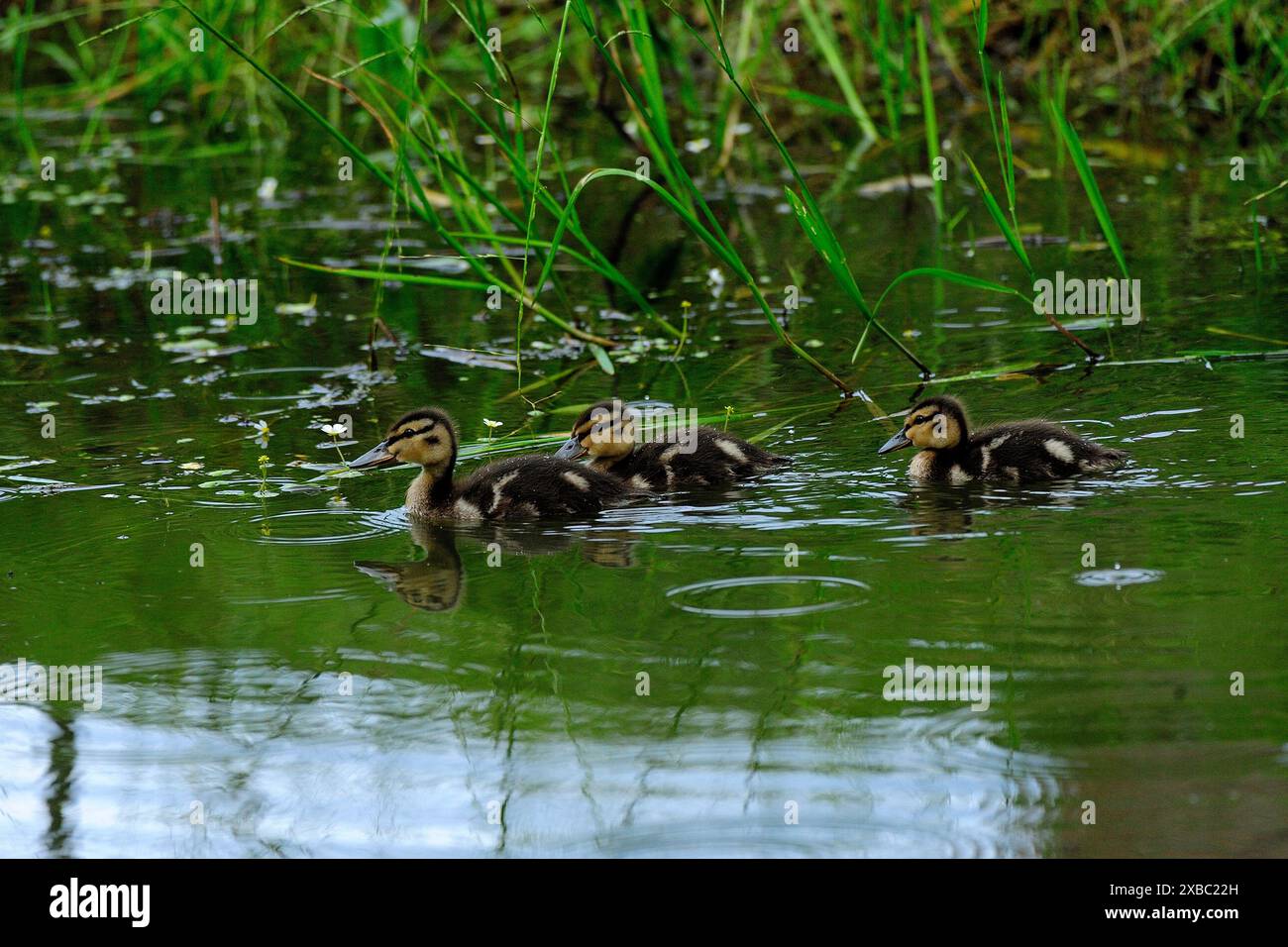 animals, bird, birds, duck, ducks, fly, avian, water, birds in water ...