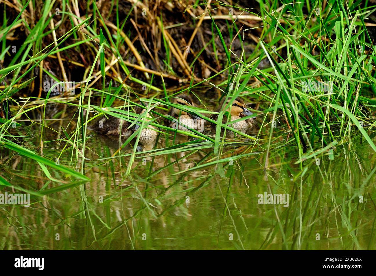 animals, bird, birds, duck, ducks, fly, avian, water, birds in water ...