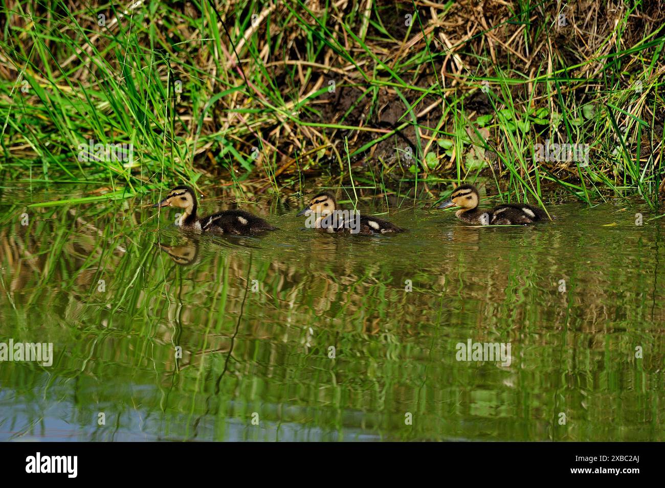 animals, bird, birds, duck, ducks, fly, avian, water, birds in water ...