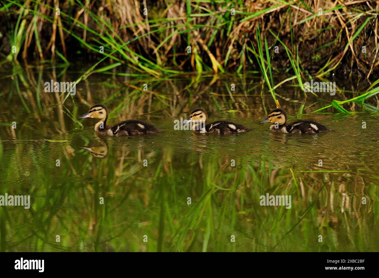animals, bird, birds, duck, ducks, fly, avian, water, birds in water ...