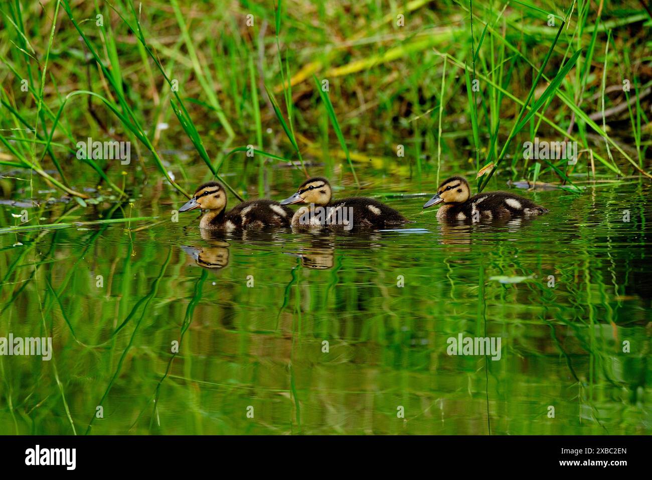 animals, bird, birds, duck, ducks, fly, avian, water, birds in water ...