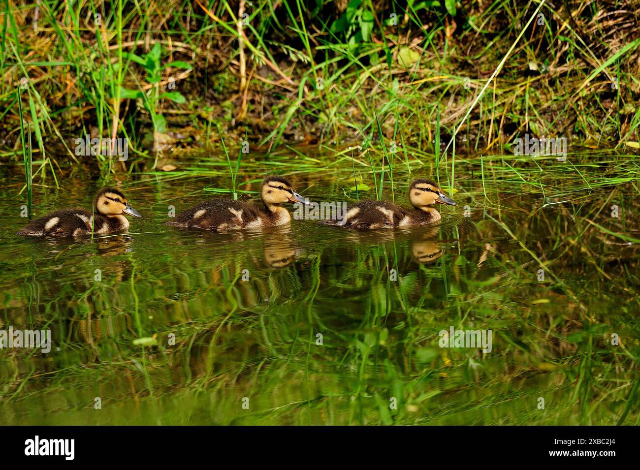 animals, bird, birds, duck, ducks, fly, avian, water, birds in water ...