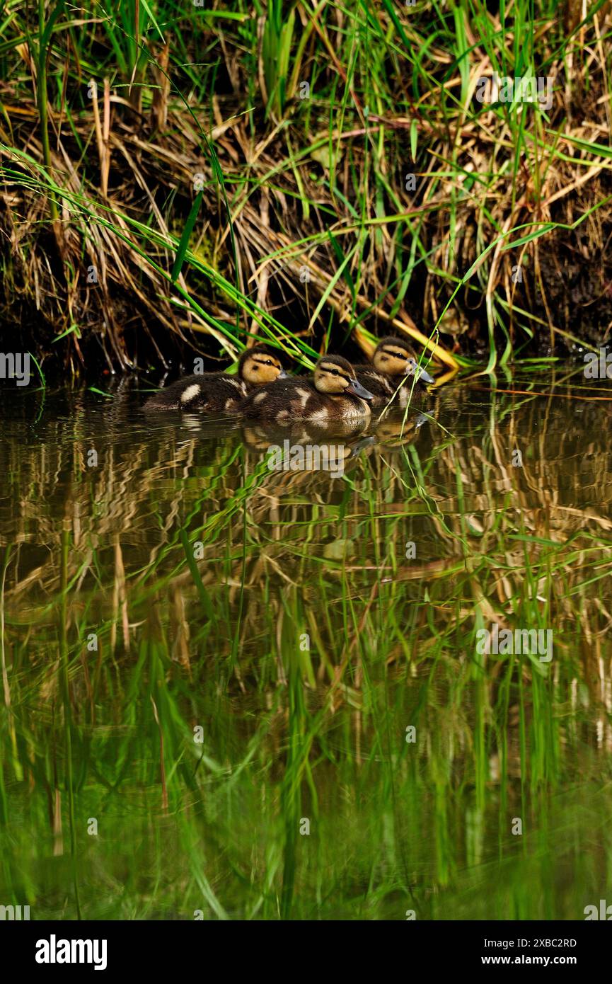 animals, bird, birds, duck, ducks, fly, avian, water, birds in water ...