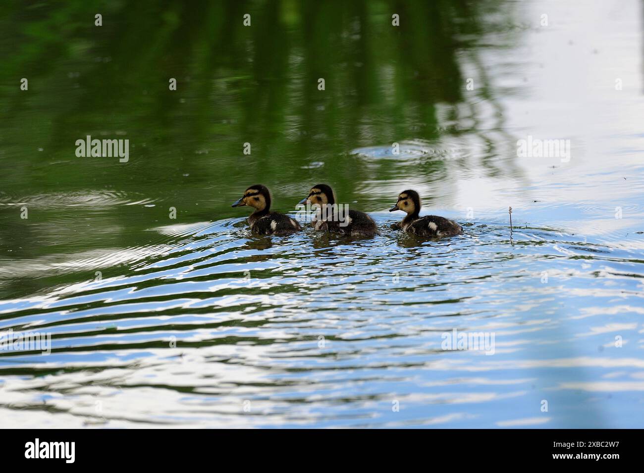 animals, bird, birds, duck, ducks, fly, avian, water, birds in water ...