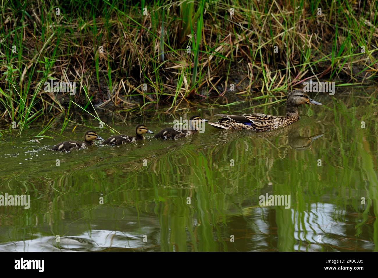 animals, bird, birds, duck, ducks, fly, avian, water, birds in water ...