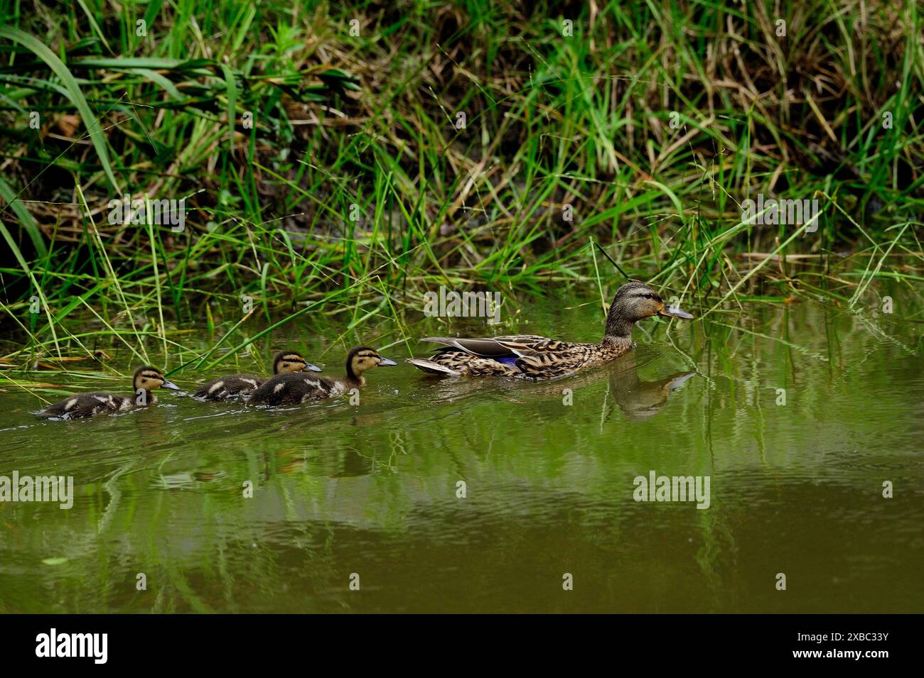 animals, bird, birds, duck, ducks, fly, avian, water, birds in water ...