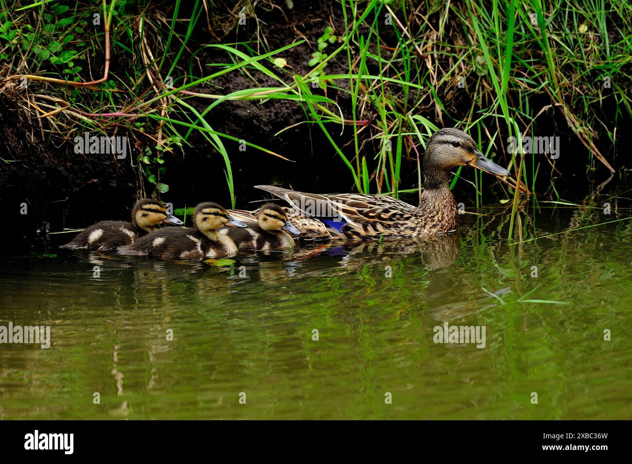 animals, bird, birds, duck, ducks, fly, avian, water, birds in water ...