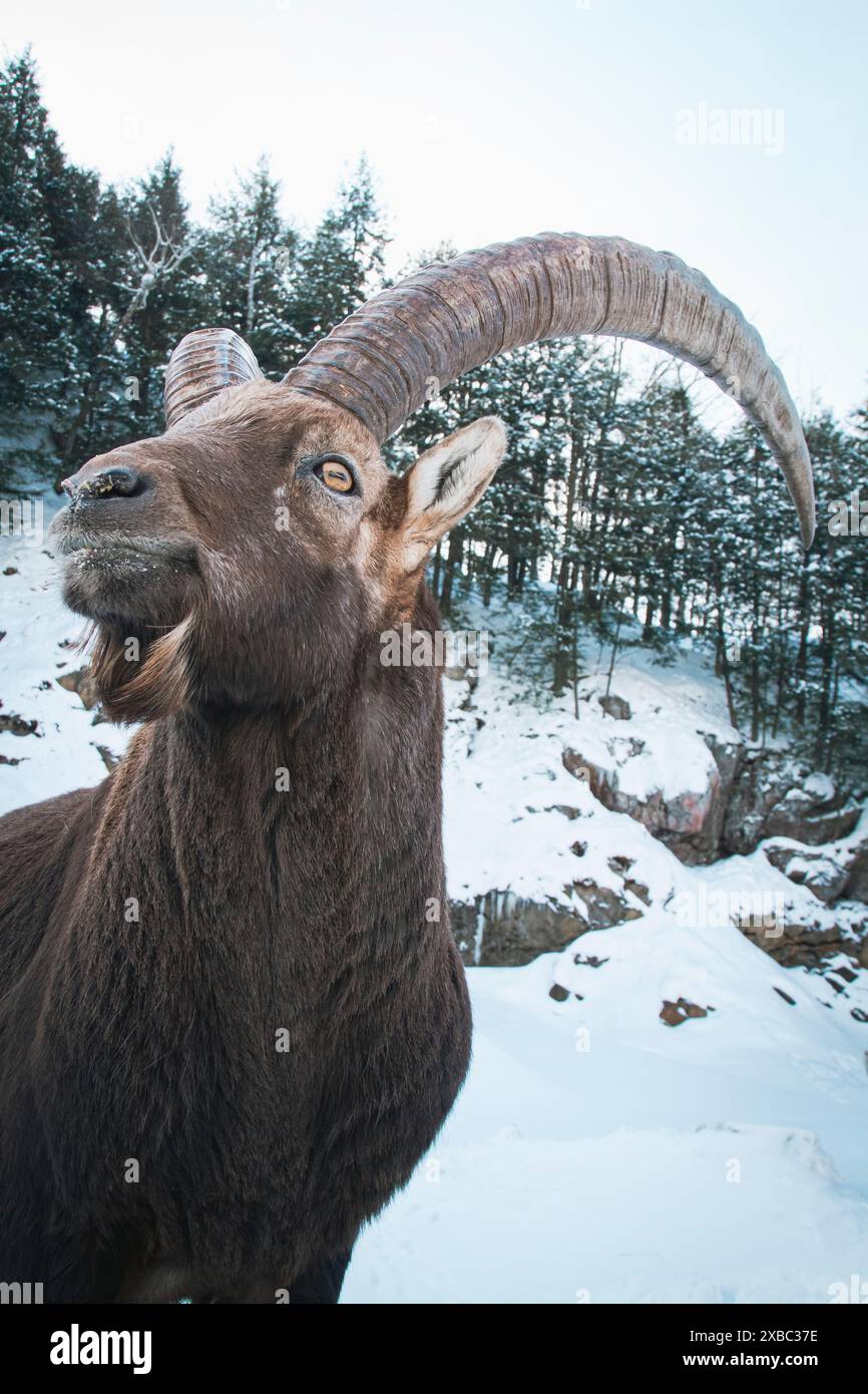 Close up photography of a wild Siberian ibex stands at the foot of a ...