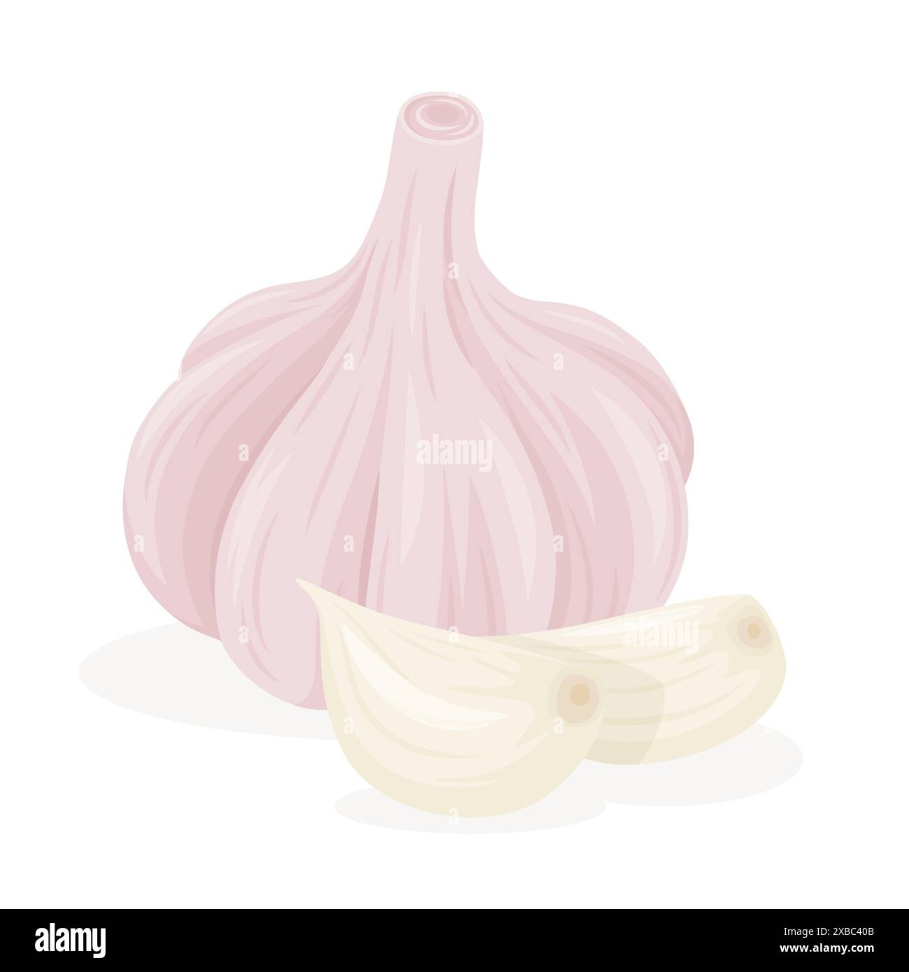 Vector Hand Drawn Garlic Bulb and Cloves Closeup, Isolated. Vegetable ...