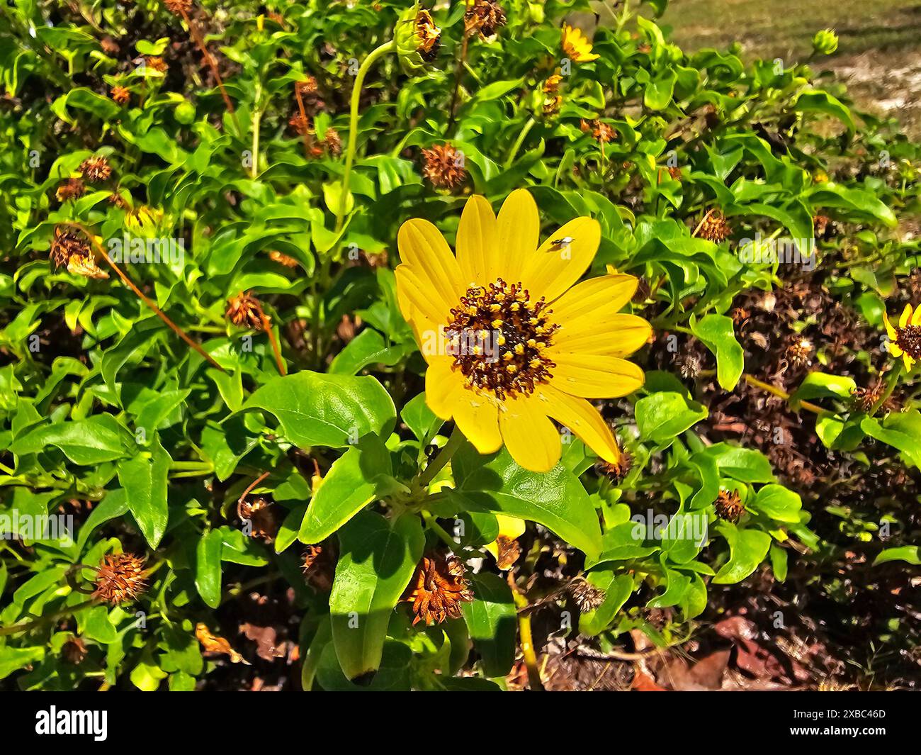 Helianthus debilis, a species of sunflower also known as beach ...