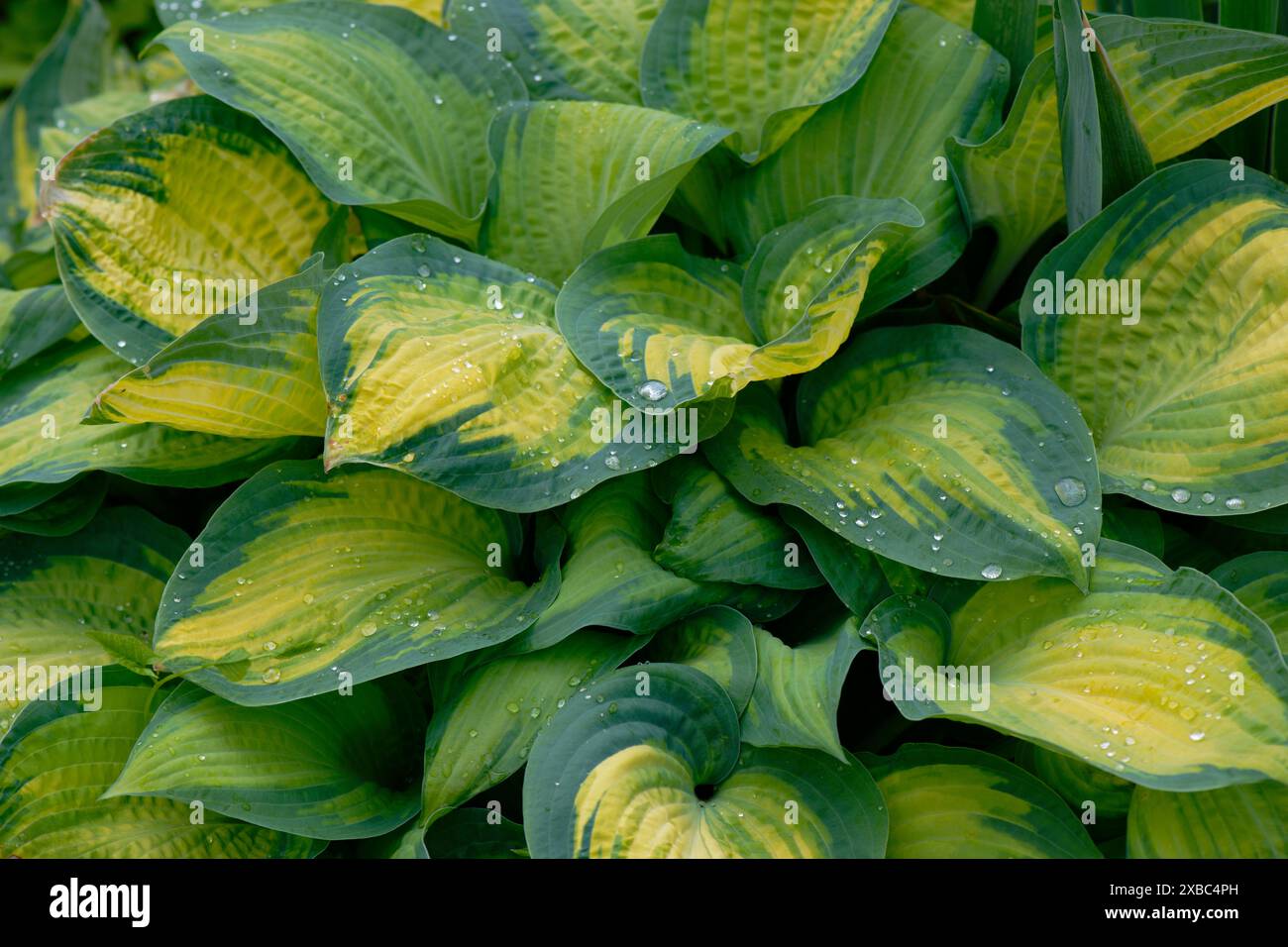 A hosta flower with green and yellow leaves with water drops in the ...