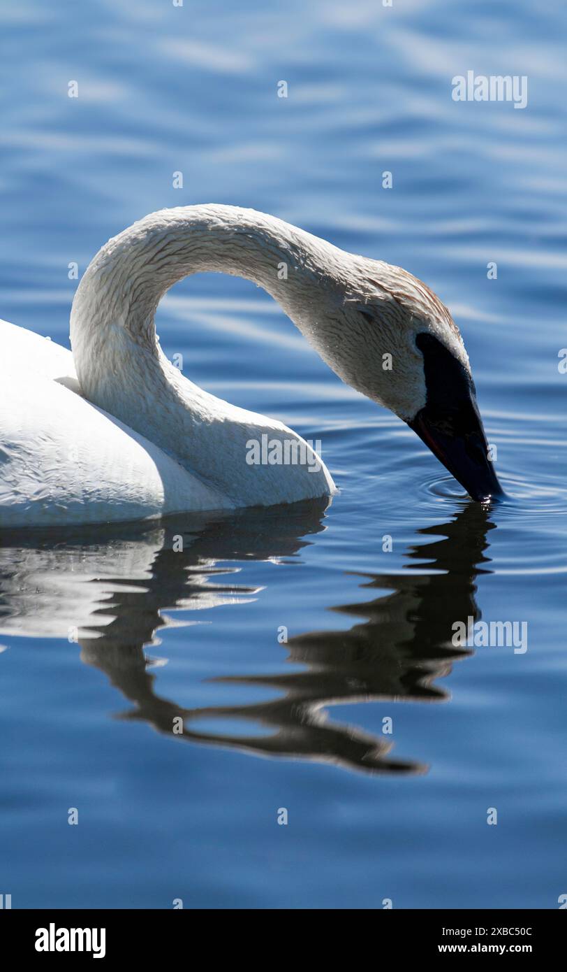 A swans beak caresses the water forming a heart in its reflection Stock ...