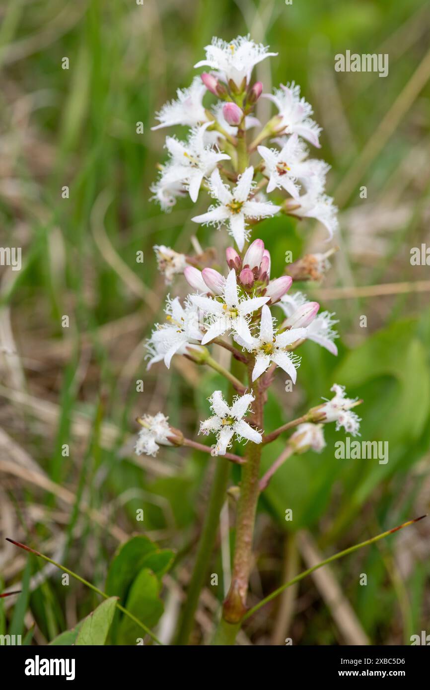 Close up of bogbean (menyanthes trifoliata) flowers in bloom Stock ...