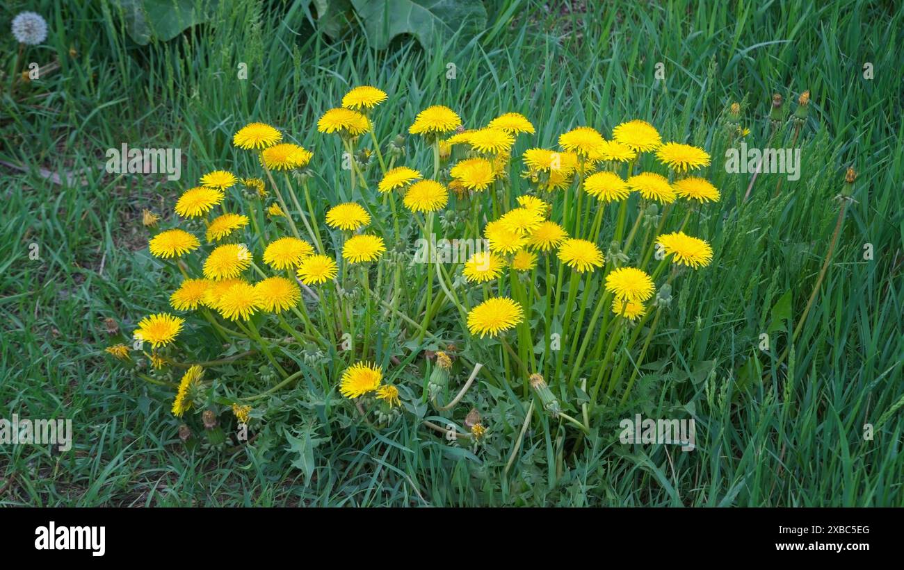Field of yellow dandelions. Summer field of dandelions. Taraxacum officinale, the common ...