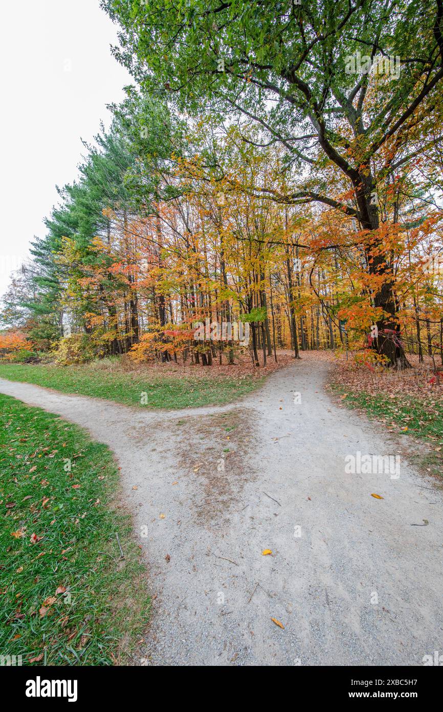 A scenic autumn forest path with colorful foliage and fallen leaves on ...