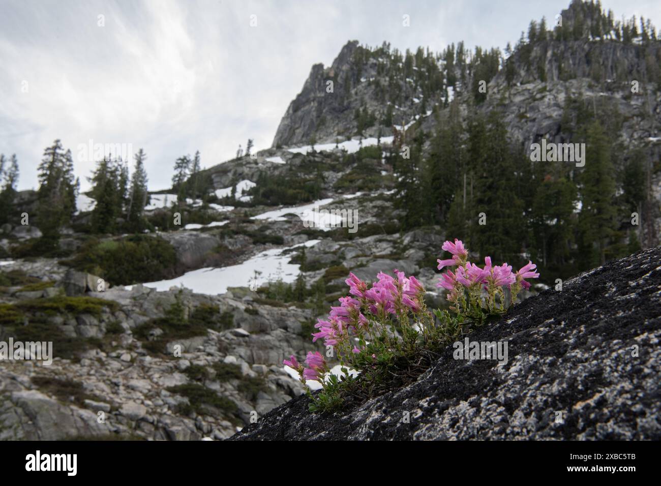 Rocky mountain forest with flowers hi-res stock photography and images ...