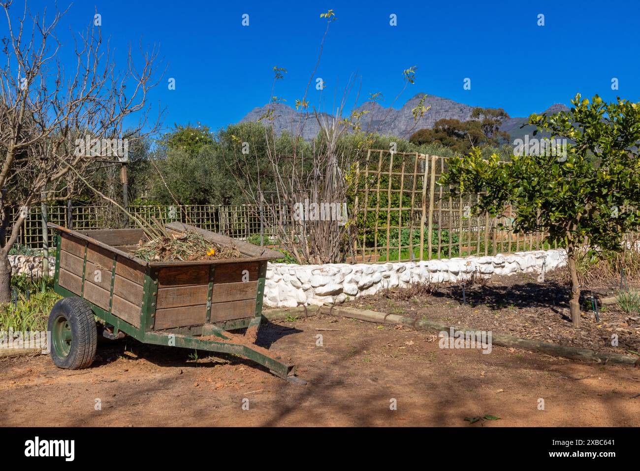 Old school square shaped wooden wheelbarrow filled with organic plant ...