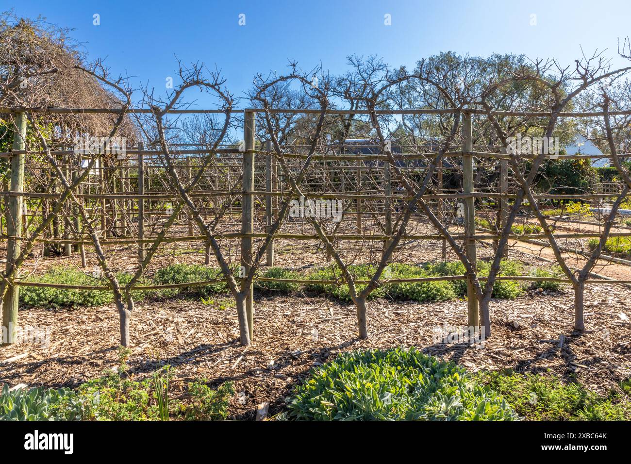 Pear trees being espaliered trimmed and pruned to from unique patterns ...