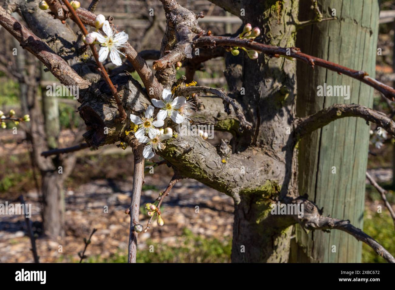 Old thick plum tree branch with new blossoms on it during spring ...