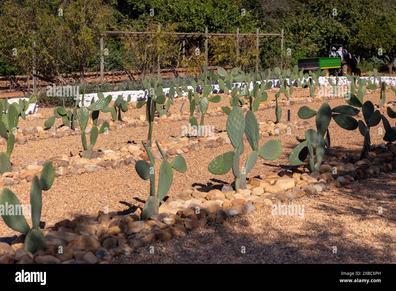 Small scale prickly pear organic farming in an arid area. Plants ...