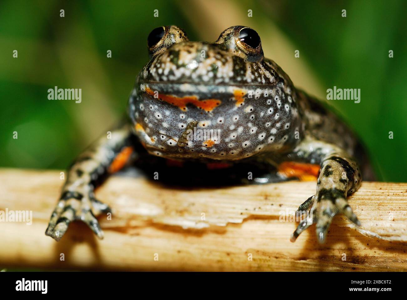 Fire bellied toad (Bombina bombina) close to Ciglat, Zavod, Zahorie ...