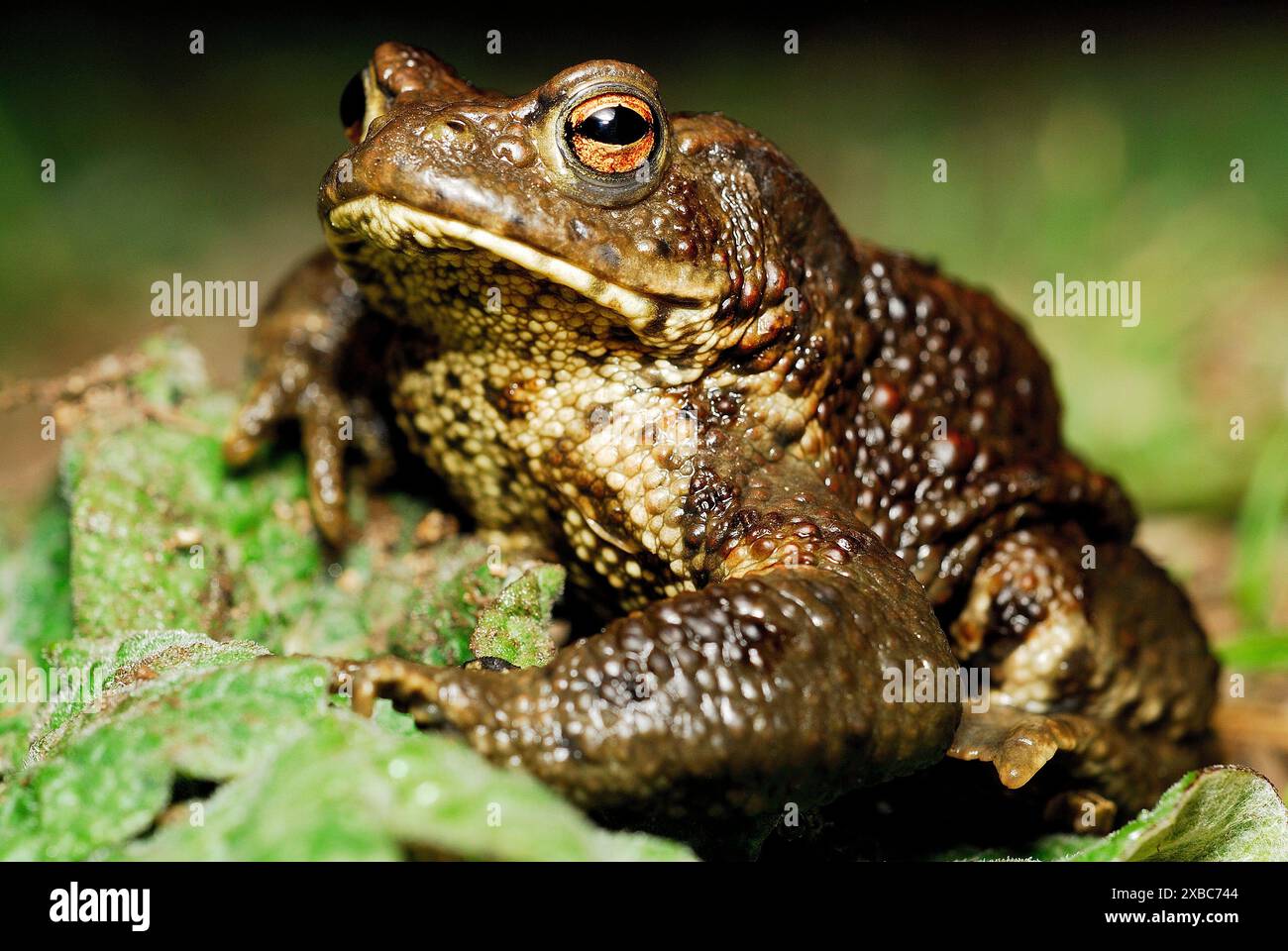Common toad (Bufo bufo) close to Nizna Revuca, Liptov, Slovakia Stock ...
