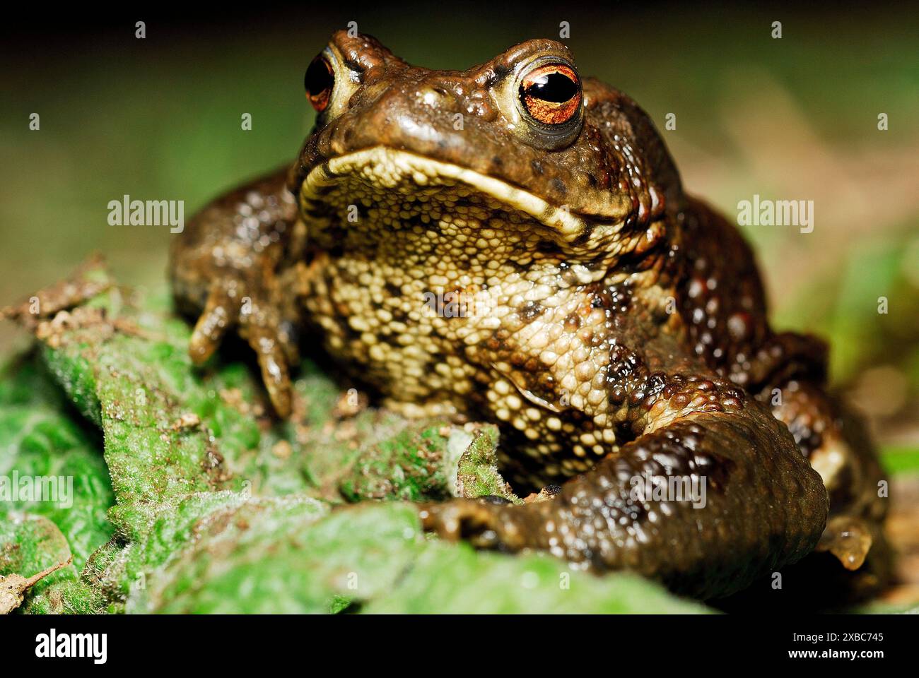 Common toad (Bufo bufo) close to Nizna Revuca, Liptov, Slovakia Stock ...