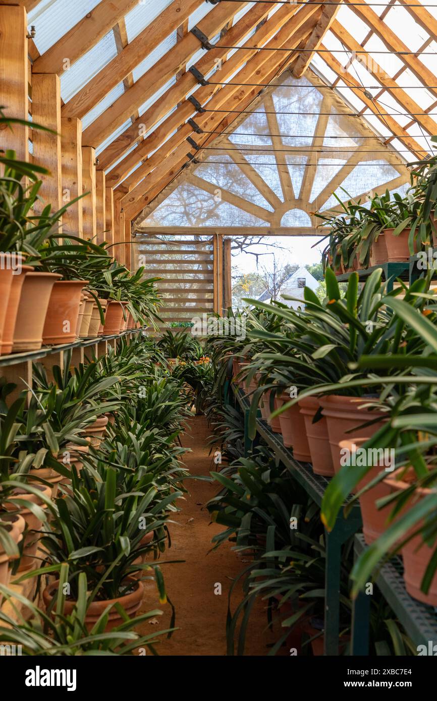 Rows of clivia plants in terracotta pots in a wood framed greenhouse ...