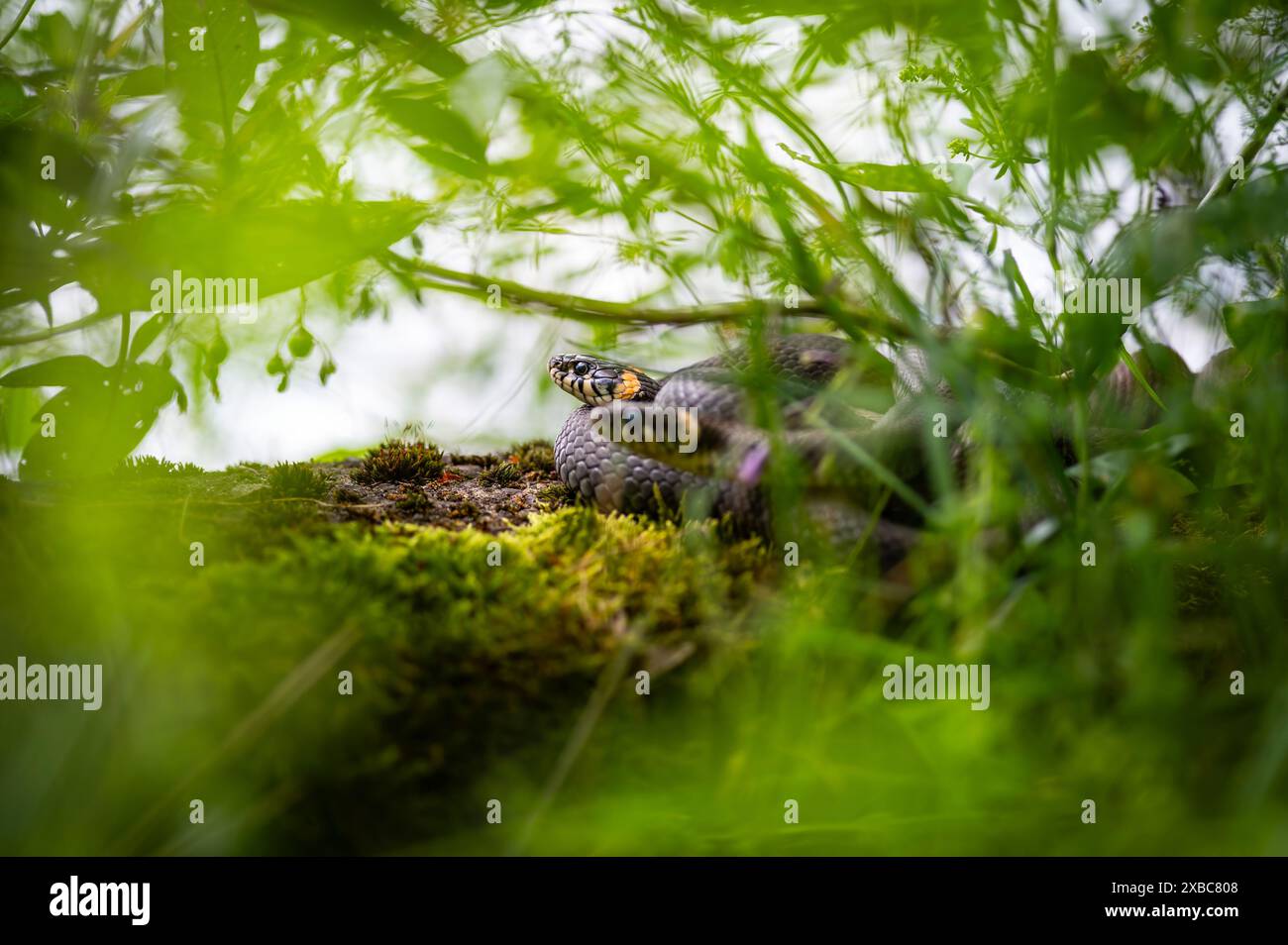 Grass snake on the garden path. Not a poisonous snake. Lithuania Stock ...