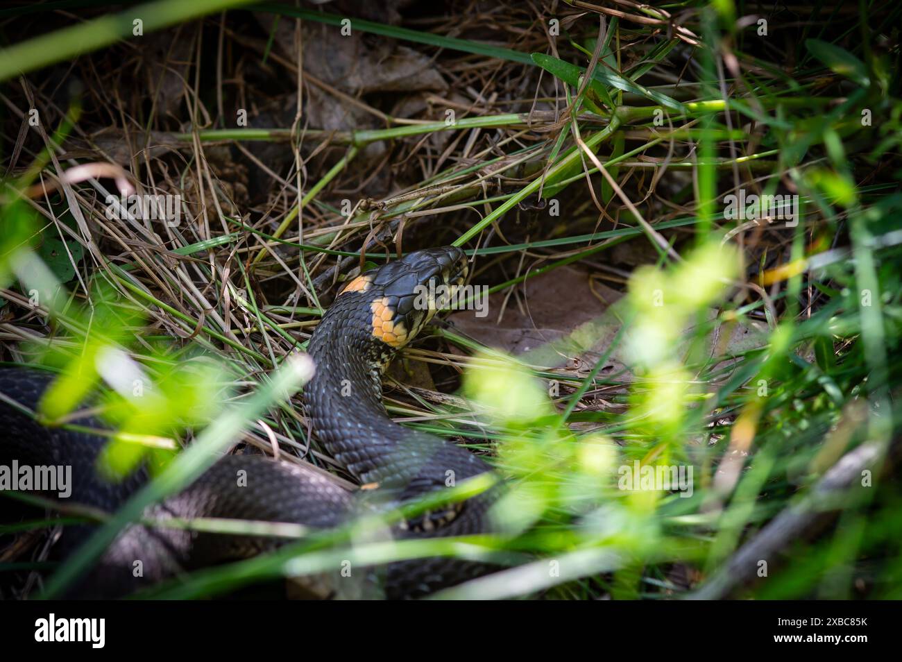 Grass snake on the garden path. Not a poisonous snake. Lithuania Stock ...