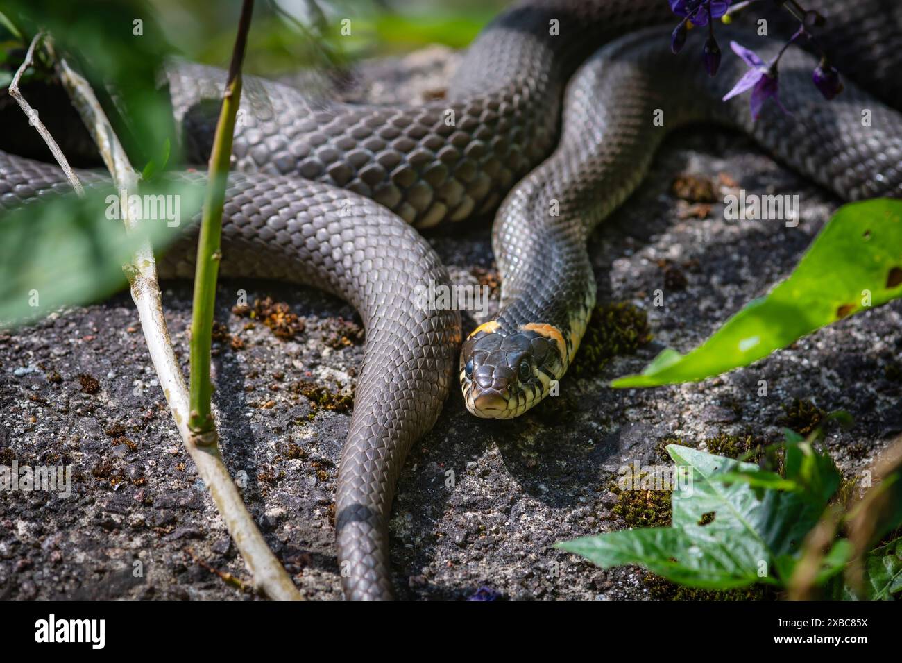 Grass snake on the garden path. Not a poisonous snake. Lithuania Stock ...