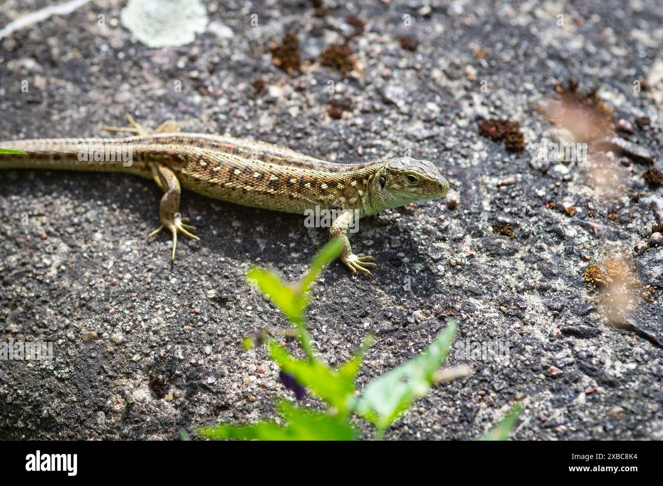 Close up lizard on street Stock Photo - Alamy